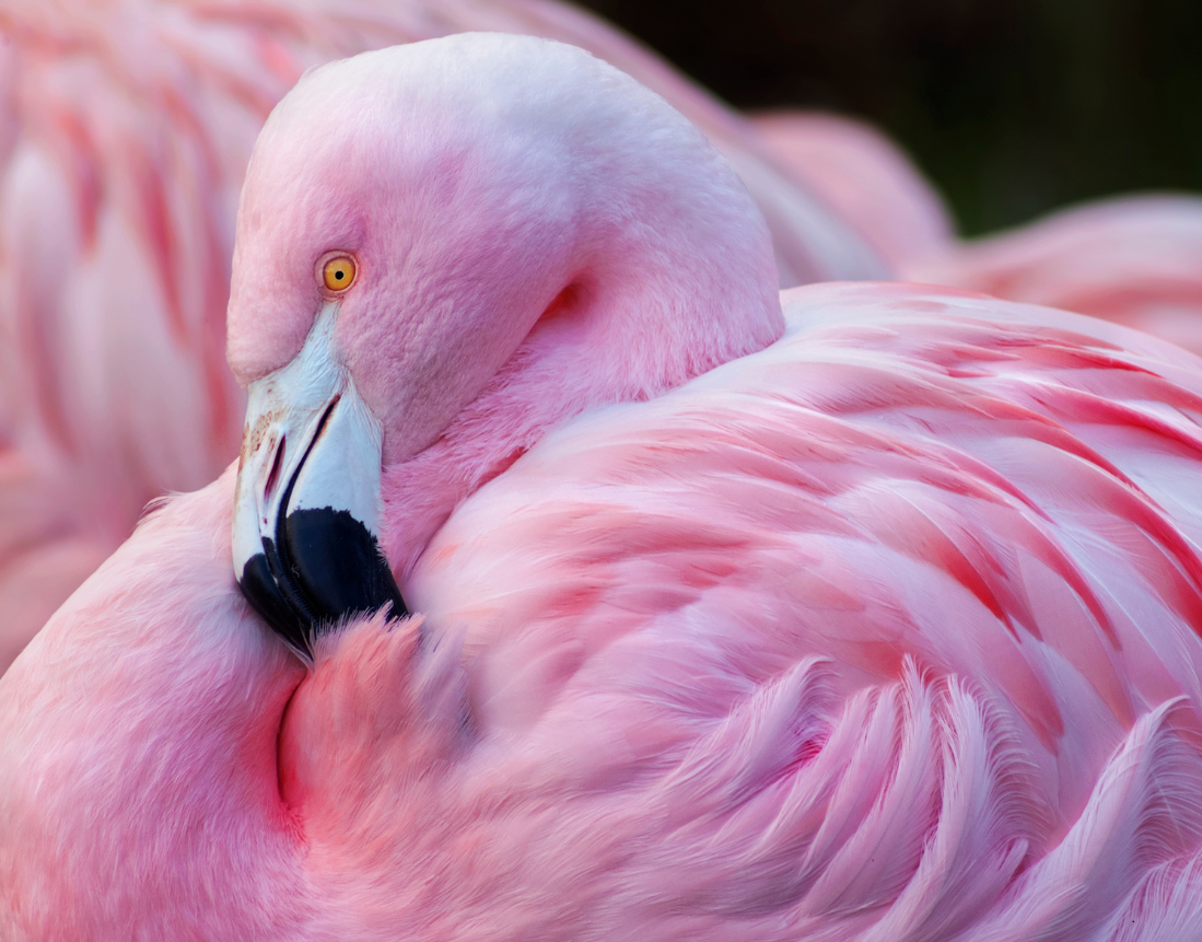 Frippy Anne the Flamingo - For 3 Sisters